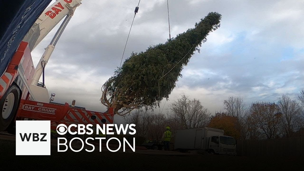 Rockefeller Center Christmas tree cut down in Massachusetts - YouTube