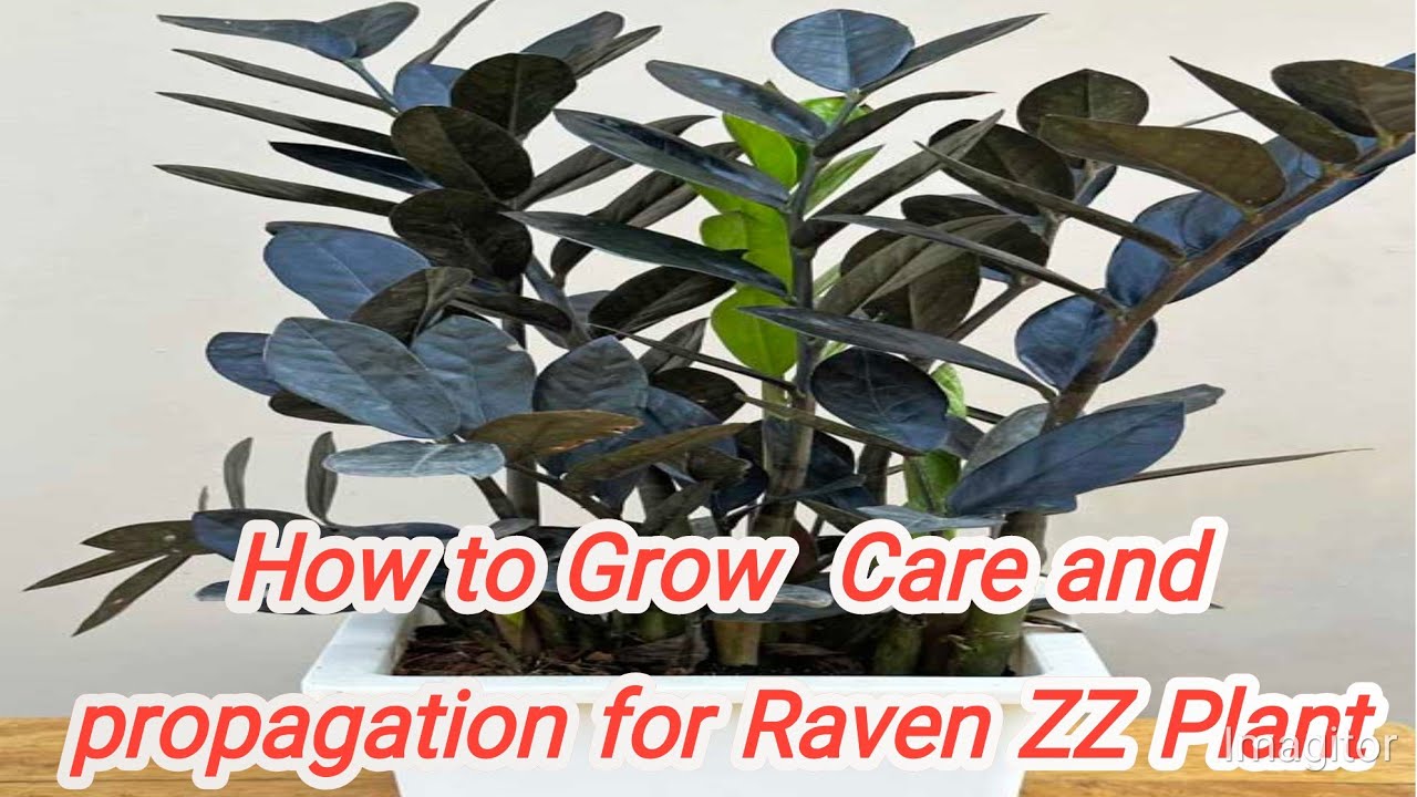 How to Grow Care and propagation for Raven ZZ Plant - YouTube