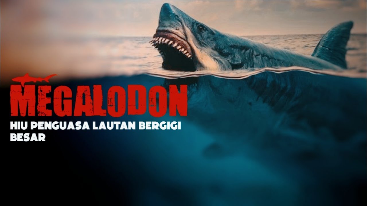 JADI PEMANGSA TERBESAR, Megalodon miliki gigi super besar dan kuat ...