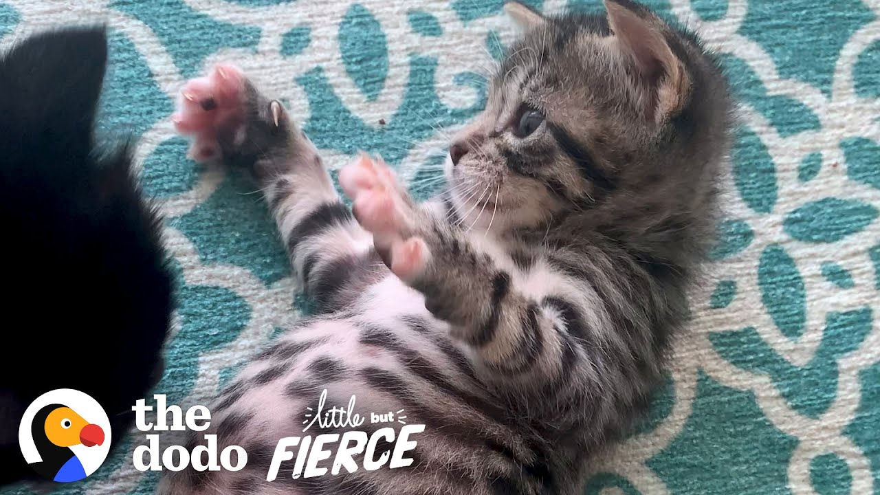 Kitten Abandoned In Box Grows Up To Be A Wild Child | The Dodo Little ...