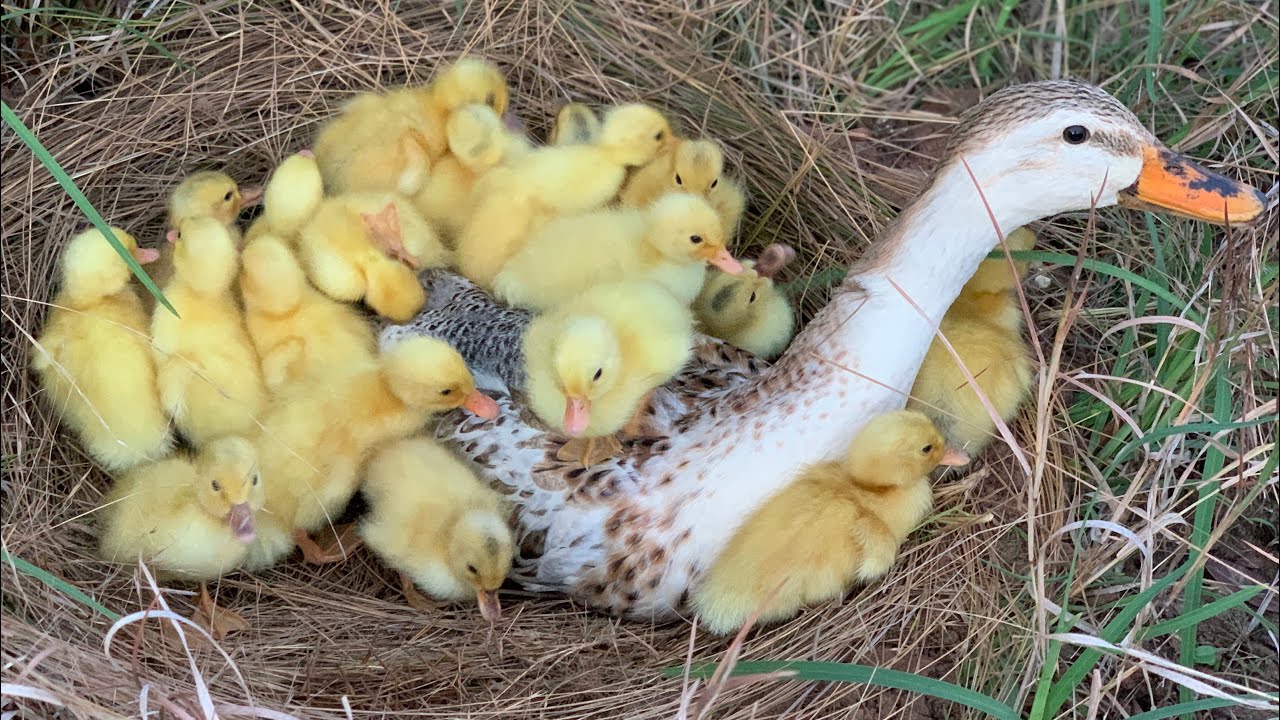 beautiful new baby ducklings - hatching ducklings videos - YouTube