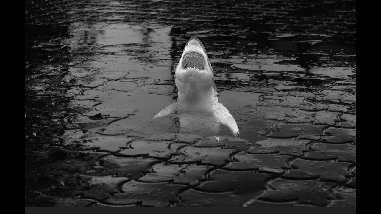 Photoshop Creative Manipulation - Shark in a Road Puddle. Explained in ...