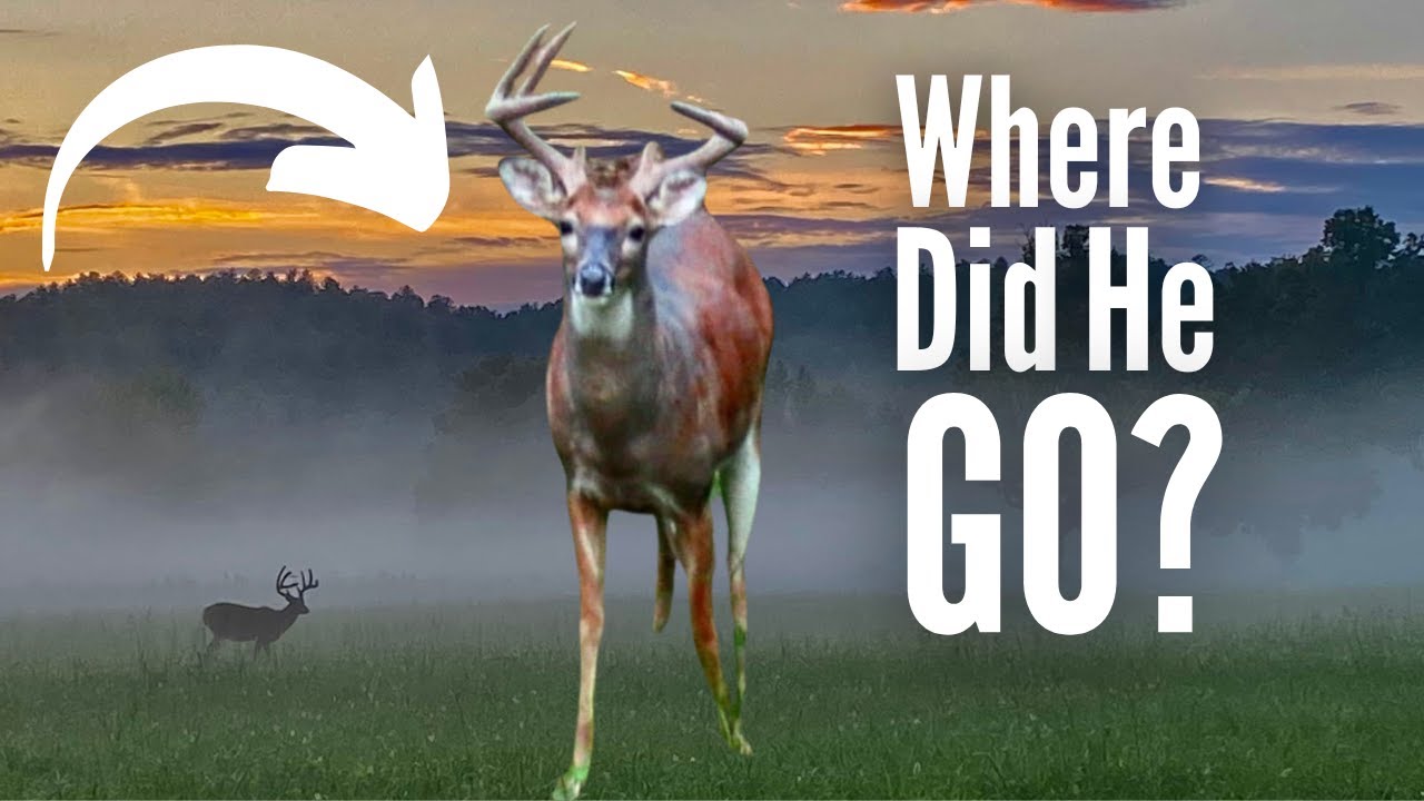 WHERE DID HE GO?!|Traditional Bowhunting|Whitetail Scouting|ALAN ...