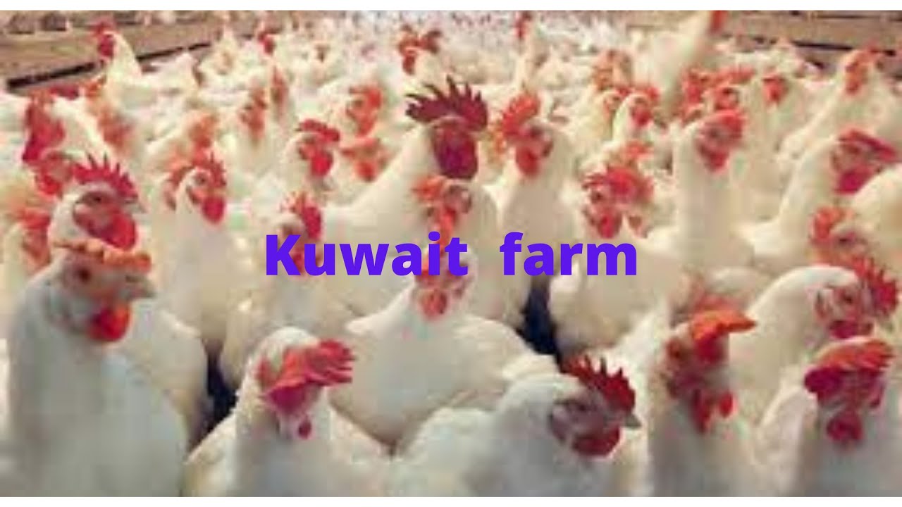 KUWAIT POULTRY - YouTube