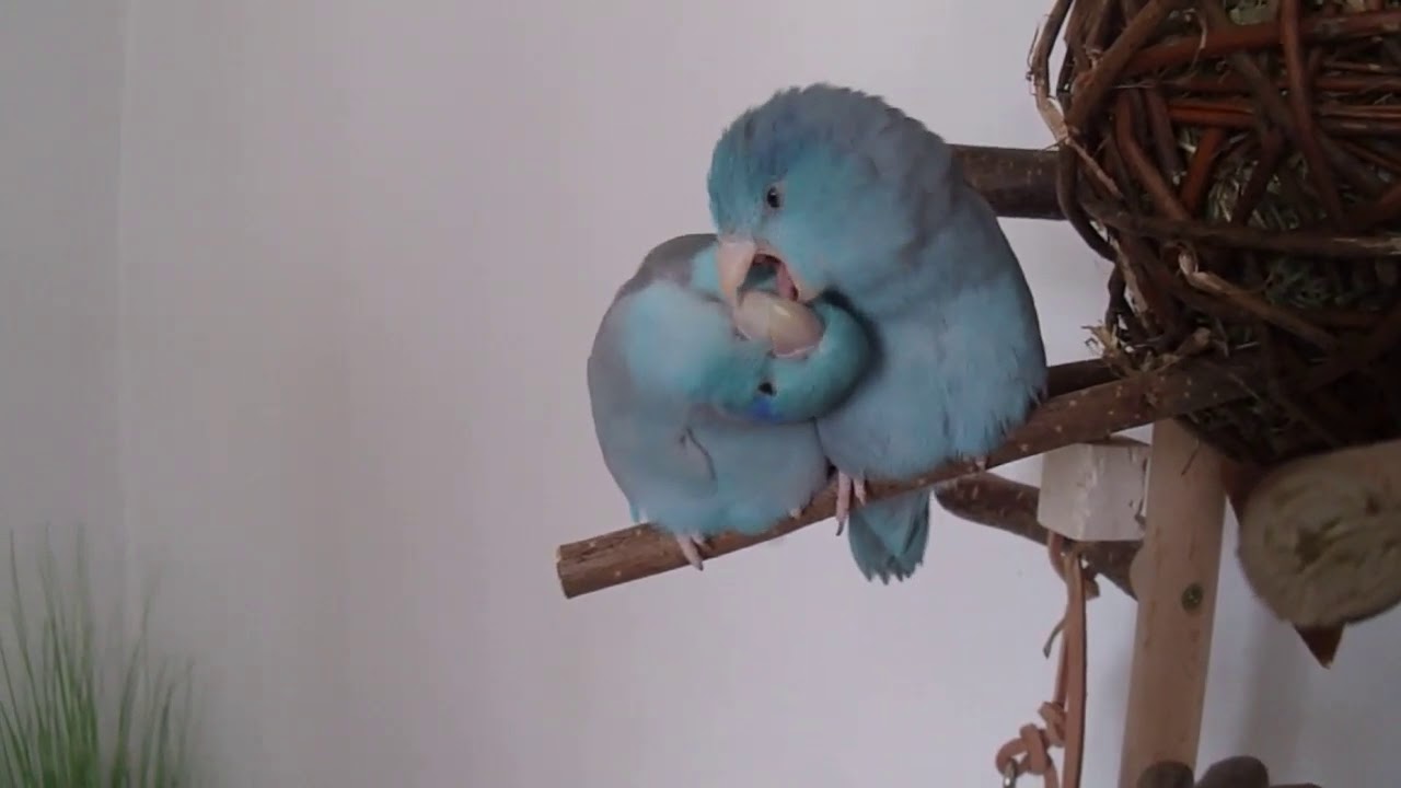 Perruches moineau,Touis Celeste,pacific parrotlets,forpus coelestis ...