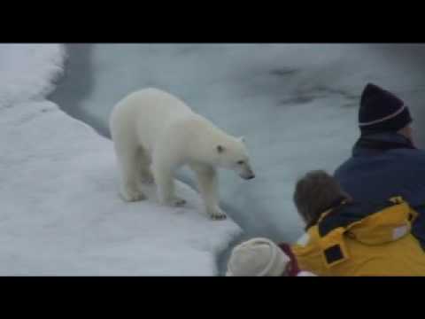 ours polaire en approche - the polar bear approach - YouTube