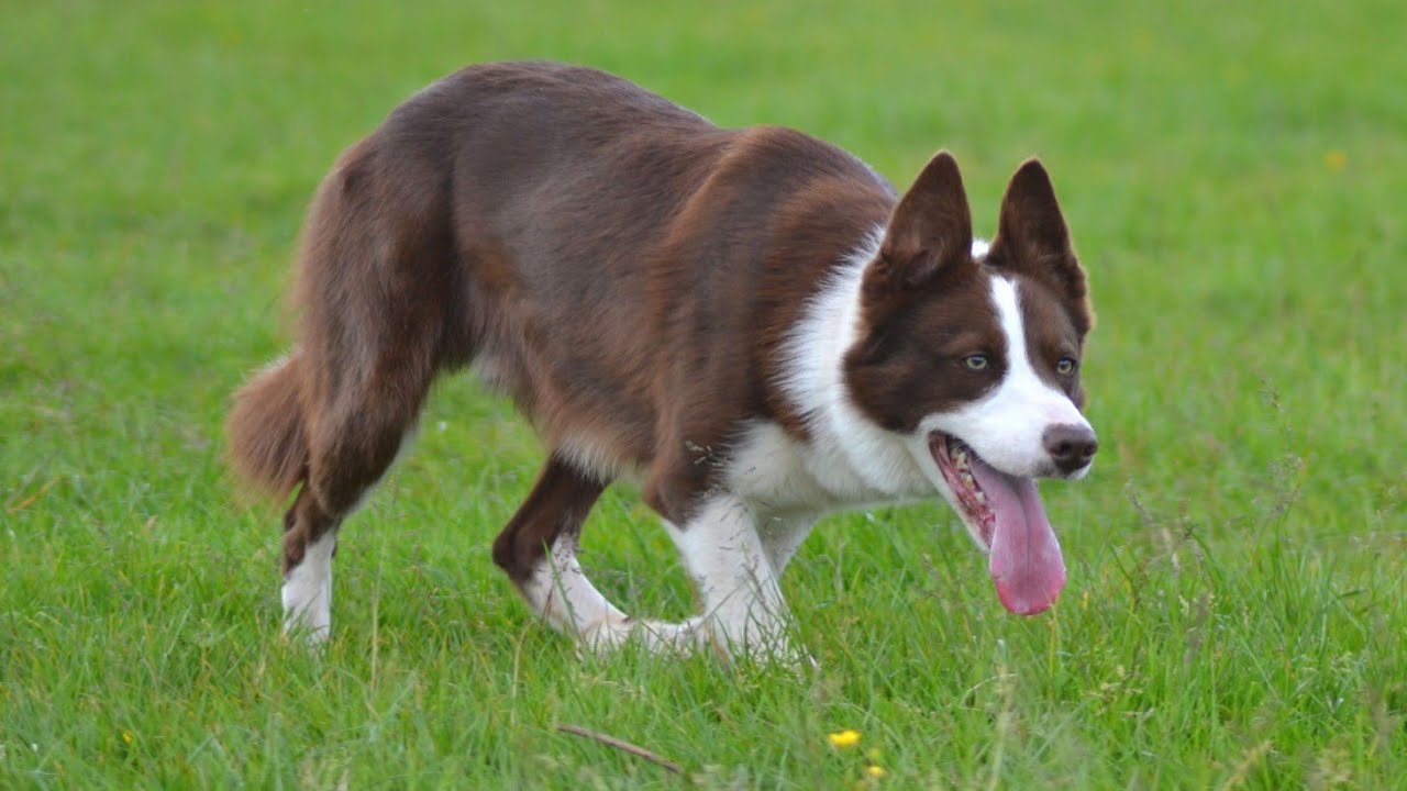 Lot 11: Brock – 3.7.24 Farmers Marts Dolgellau Online Sheepdog Auction ...