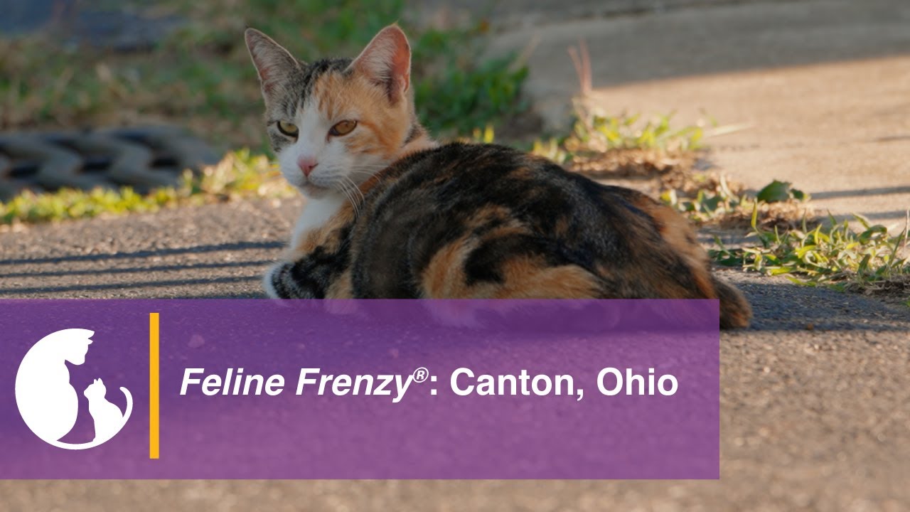 169 Cats Helped at Feline Frenzy® in Canton, Ohio - YouTube