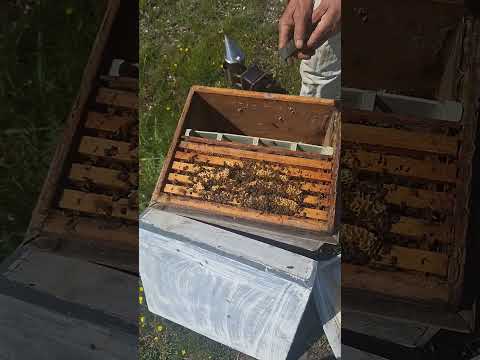 nisan ayı arı bakımı