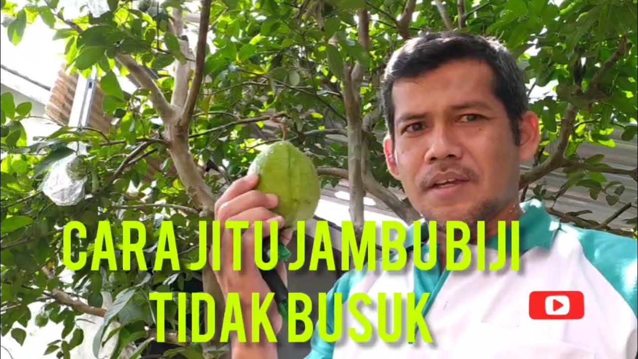 CARA JITU JAMBU BIJI TIDAK BUSUK - YouTube