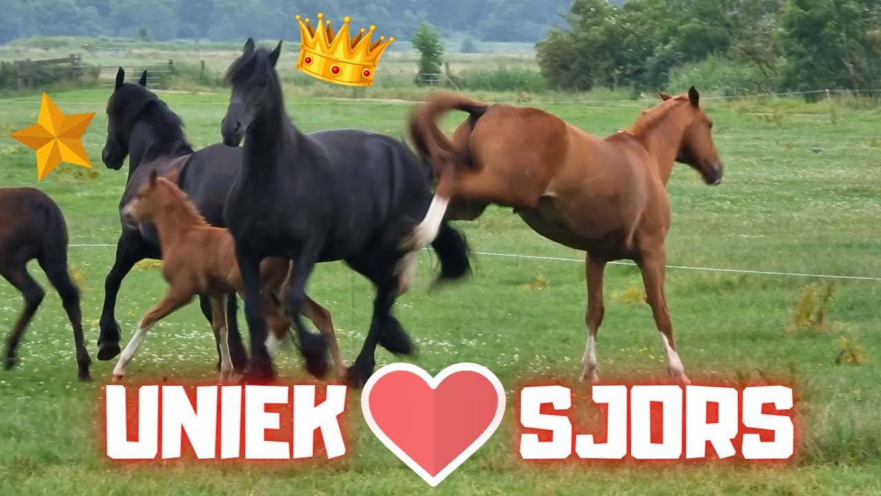 Whether or not another foal with Queen👑Uniek | Friesian Horses - YouTube