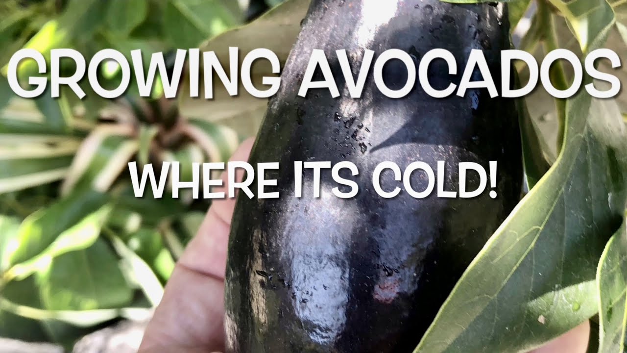 GROWING AVOCADOS | COLD CLIMATE TIP | BIG FRUIT | HEALTHY TREES - YouTube