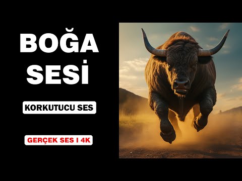 Gerçek Boğa Sesleri | Yüksek Kalite | Korkutucu Boğa Sesi Deneyimi! | 4K