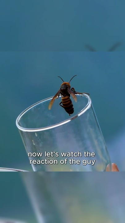 STUNG by a MURDER HORNET! - YouTube