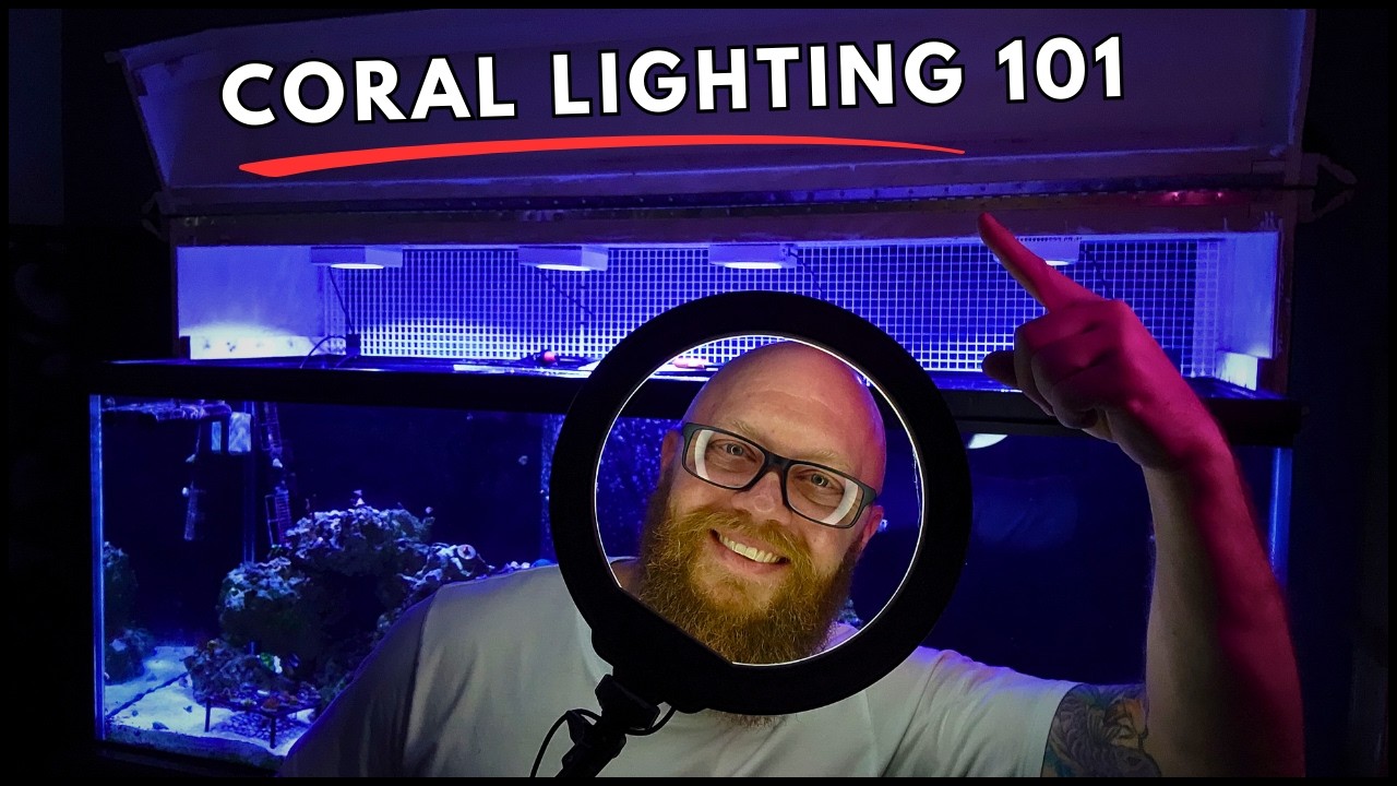Coral Lighting 101 - Get your Reef Tank lighting correct! - YouTube