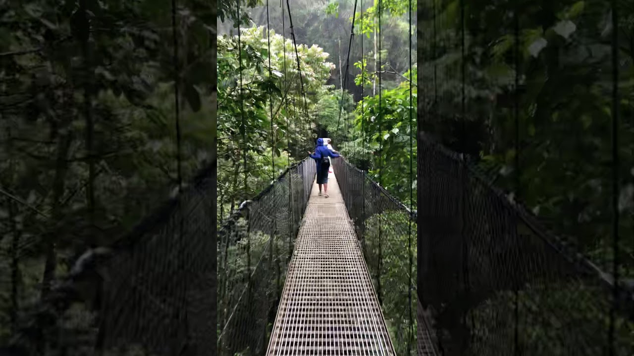 Rain forest canopy 2 near Arenal volcano, Costa Rica - YouTube