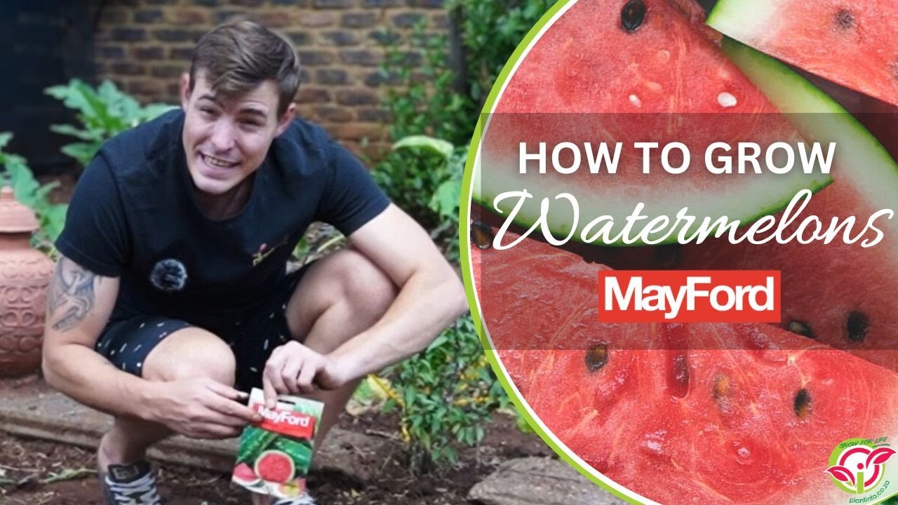 How to grow watermelon from seed. - YouTube