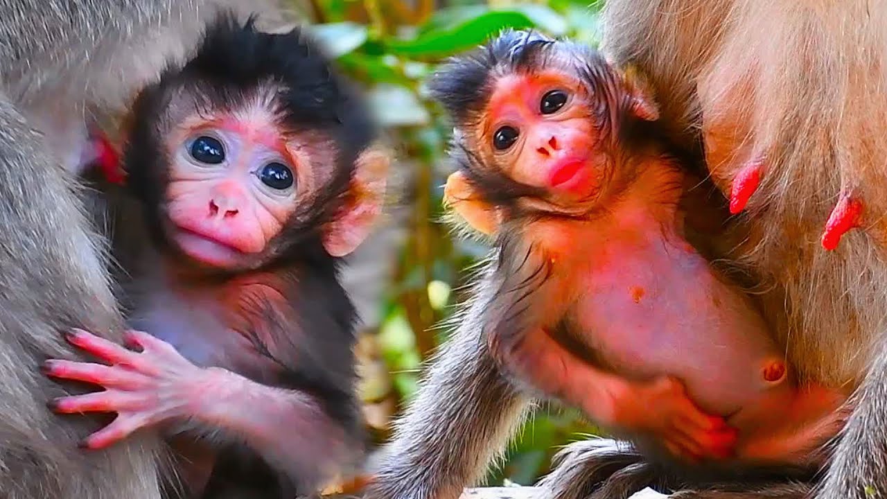 Cute baby monkey is being cared for by its mommy, Newborn baby wildlife ...