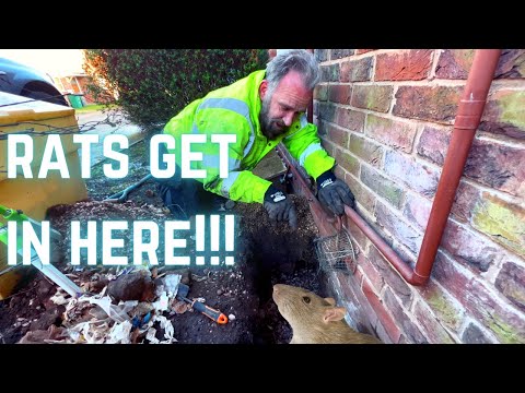 What Is The Best House Exterior To Prevent Rodents