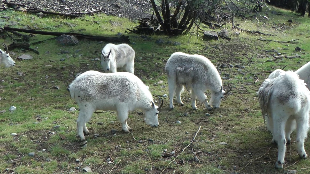 Mountain Goat Sounds Revised - YouTube