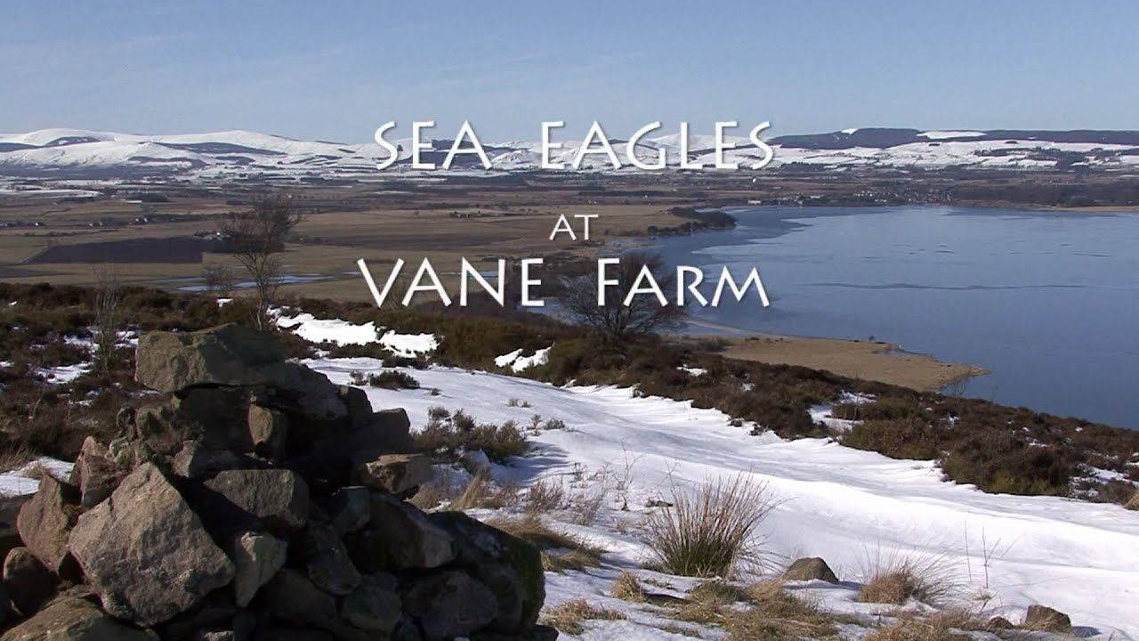 Sea Eagles at Vane Farm RSPB Reserve - Ken Jack - YouTube