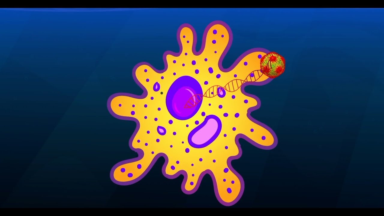 A Giant Virus that turns Amoebae into Stone - YouTube