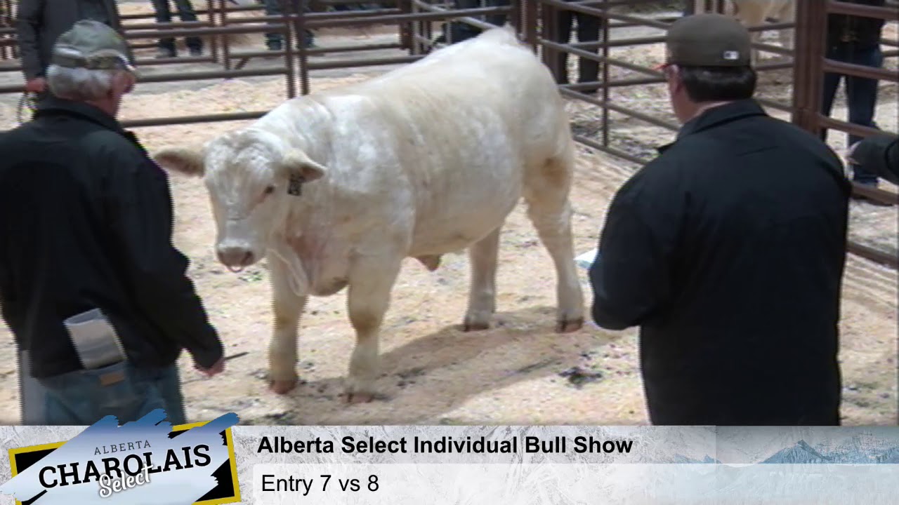 Bull Show - 12 December 2019 - 08-00-54 PM - 00001.mp4 - YouTube