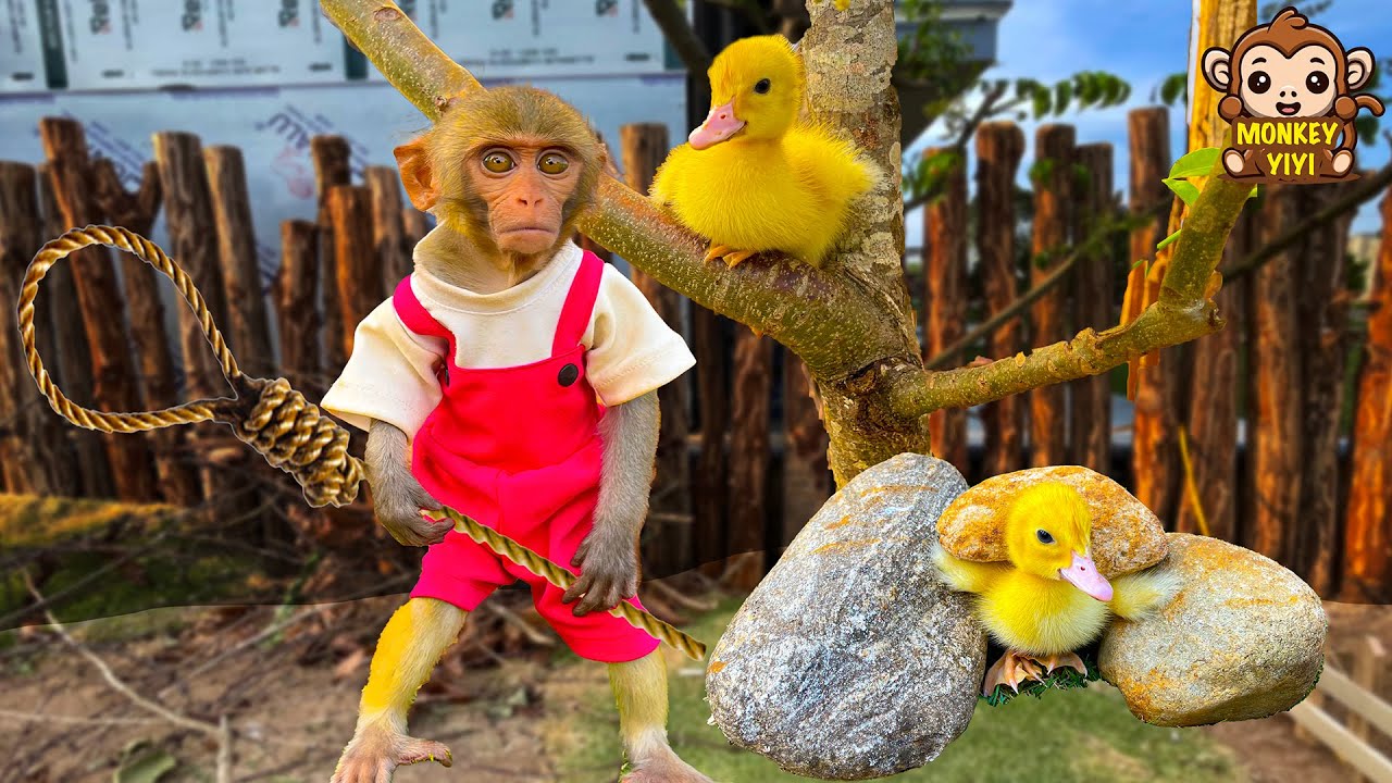 Smart monkey YiYi rescues a duckling lost in a parallel world - YouTube