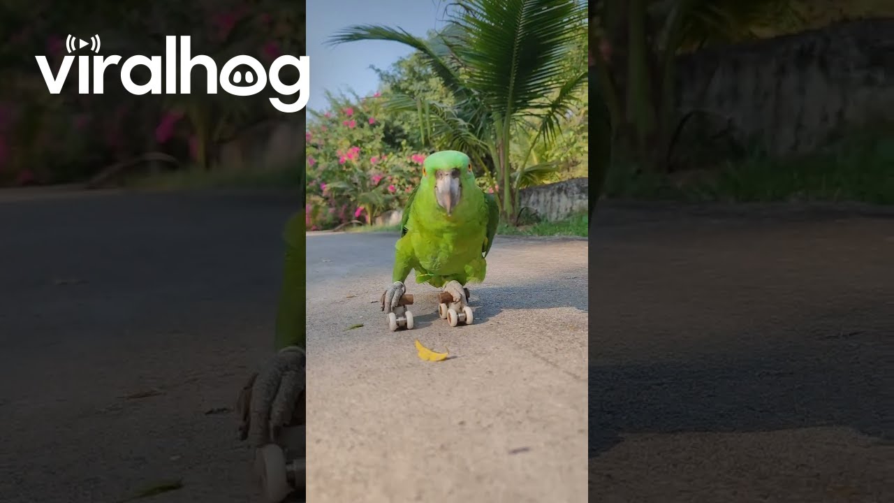 Parrot Shows Off Roller-Skating Skills || ViralHog - YouTube
