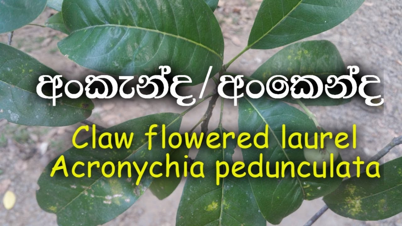 Ankenda - Claw flowered laurel - Acronychia pedunculata - YouTube