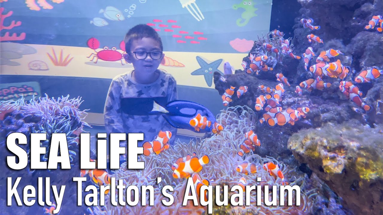 Exploring SEA LIFE KELLY TARLTON'S AQUARIUM || AUCKLAND, NEW ZEALAND ...