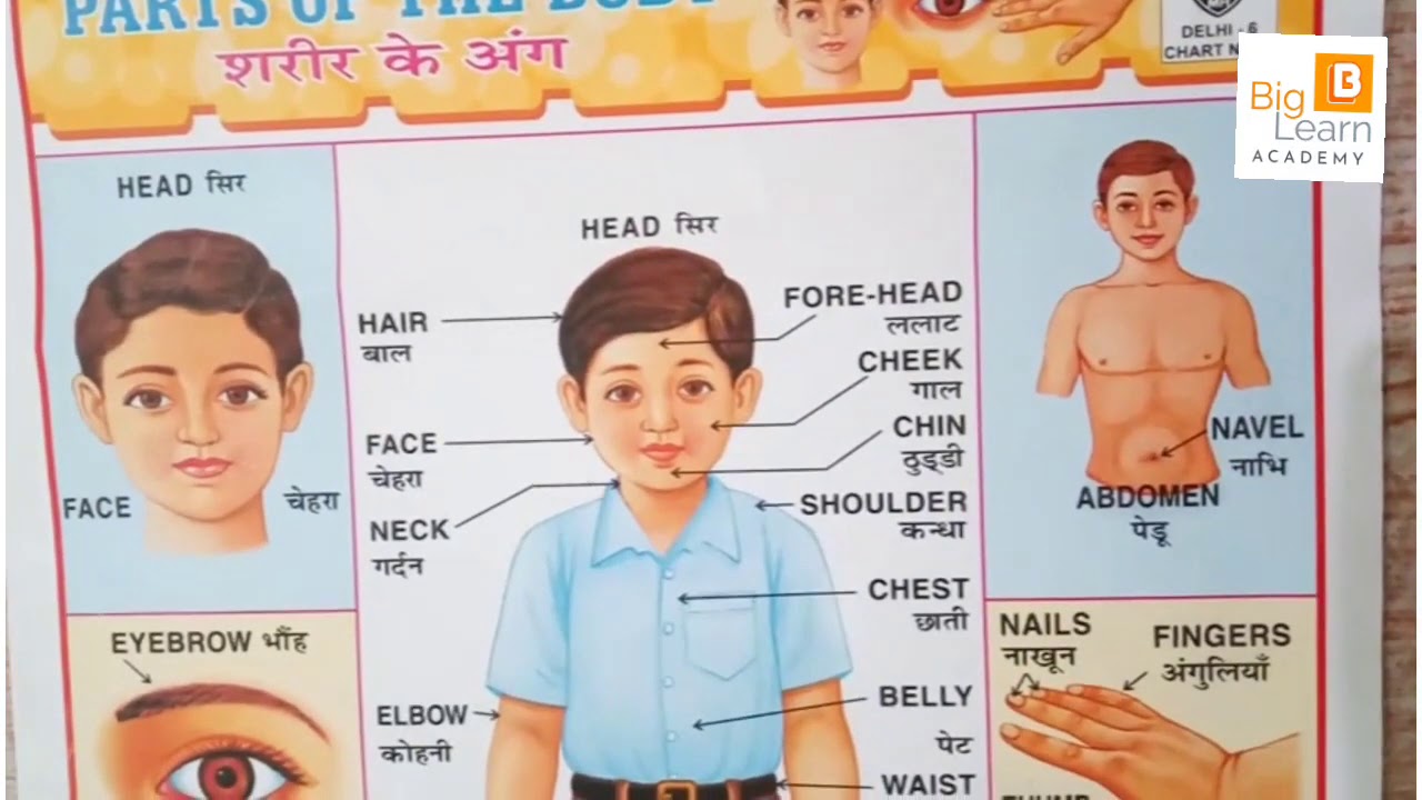 Parts of Body- Learn different organs of Human Body for KG Kids - YouTube