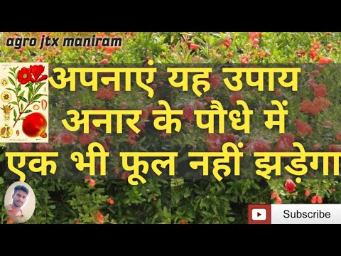 Anar me phoolo ko jhadne se kaise roke | Anar Ke Phool Girne Se Kaise ...