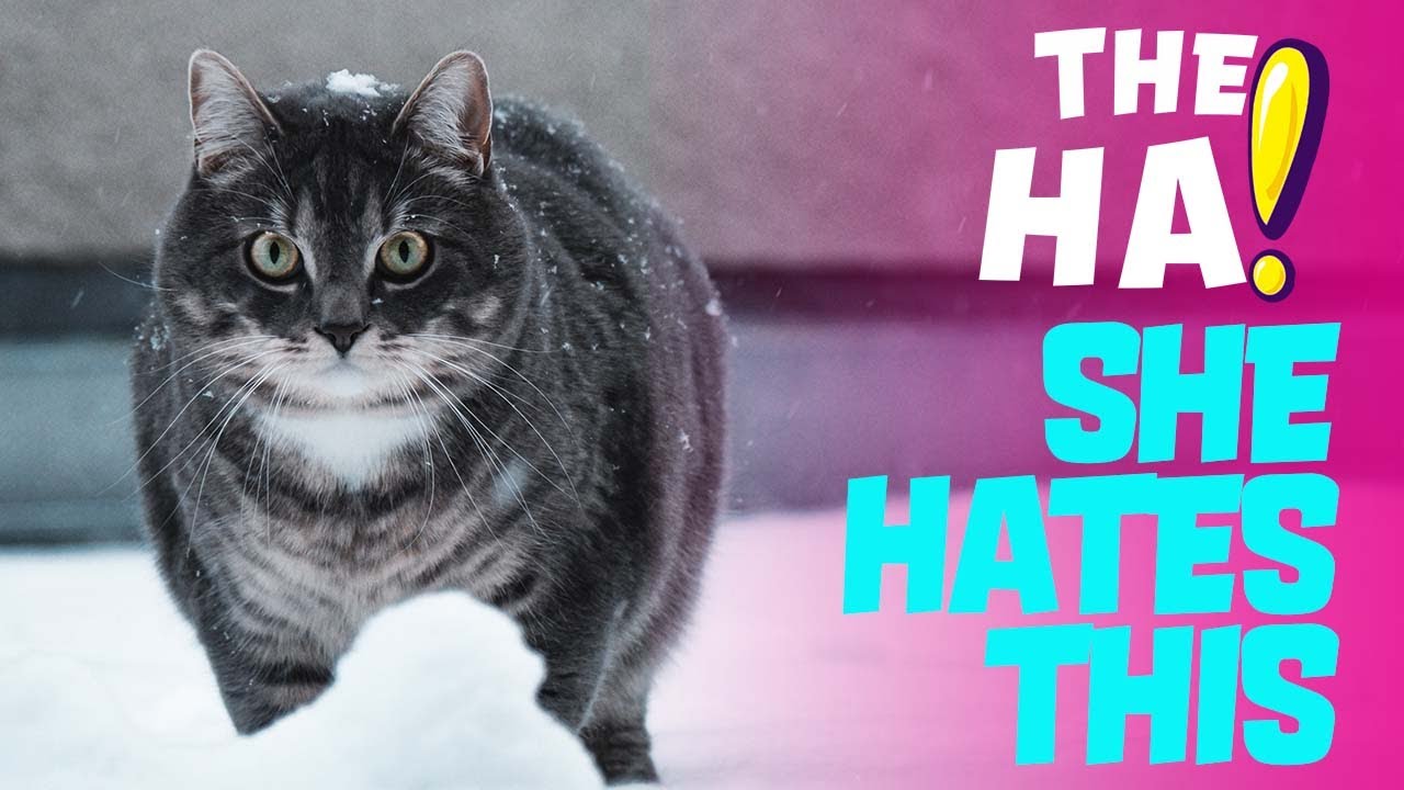 Funny and Cute Animals Reacting to Snow | Tik Tok Compilation 2021 ...