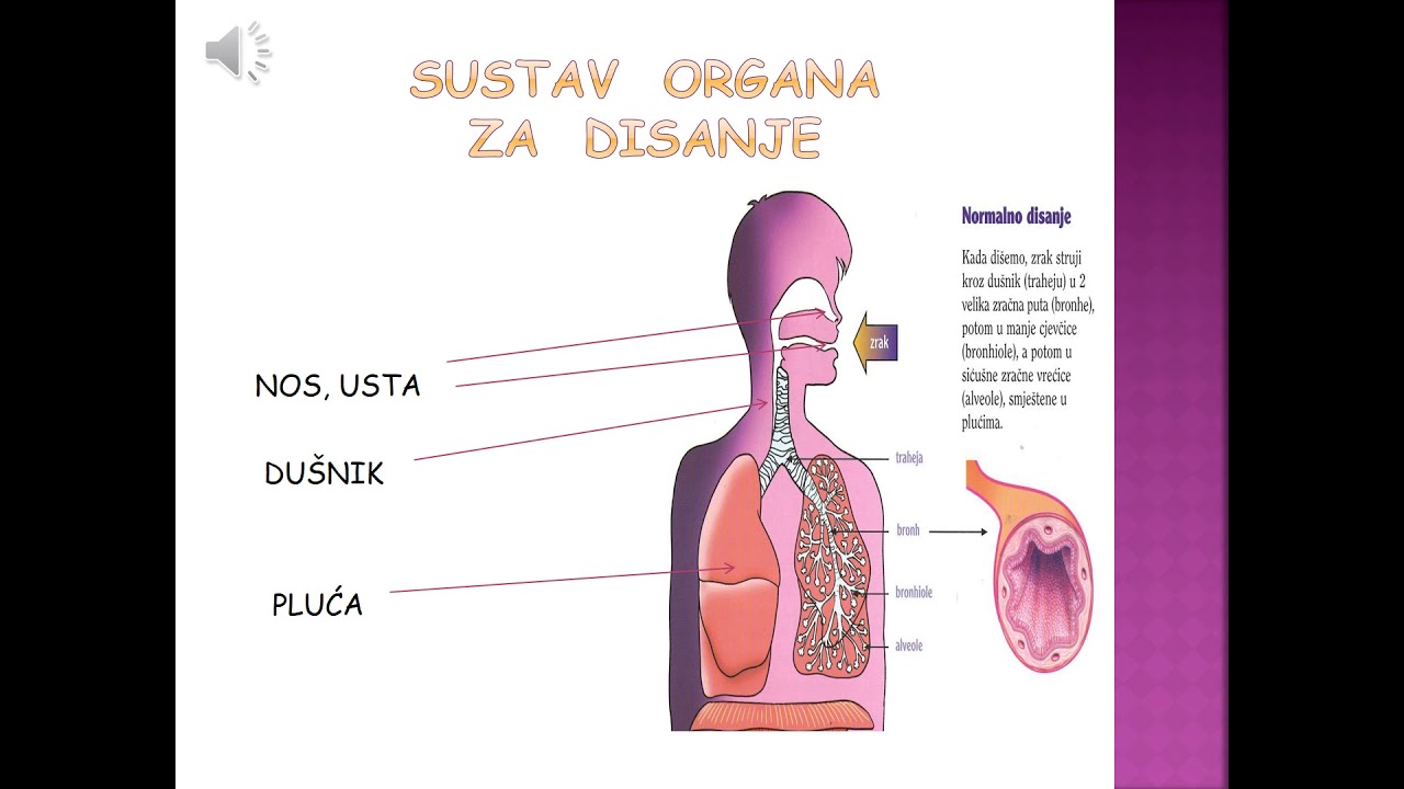 Naše čudesno tijelo - sustav organa za disanje - YouTube
