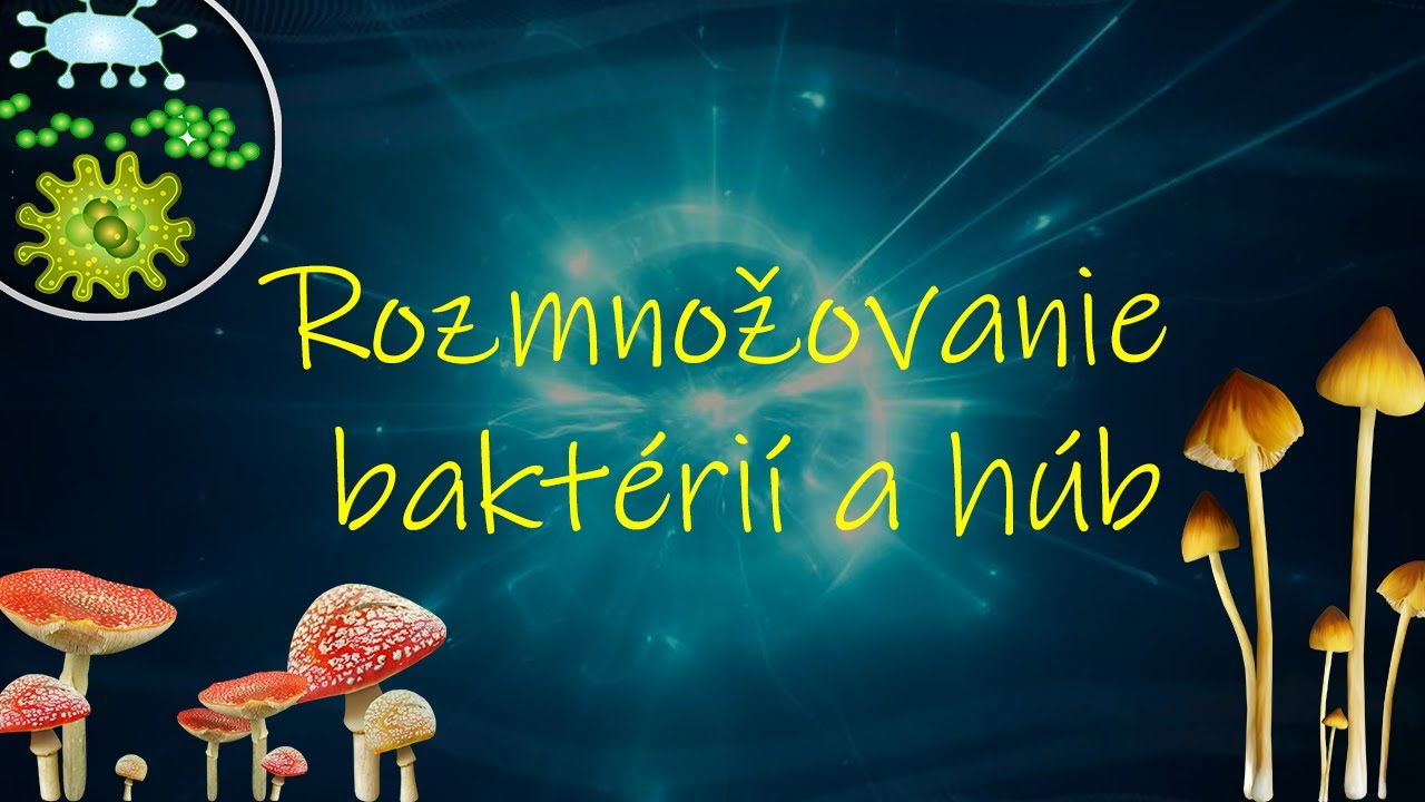Biológia 8. ročník _ Rozmnožovanie baktérií a húb - YouTube