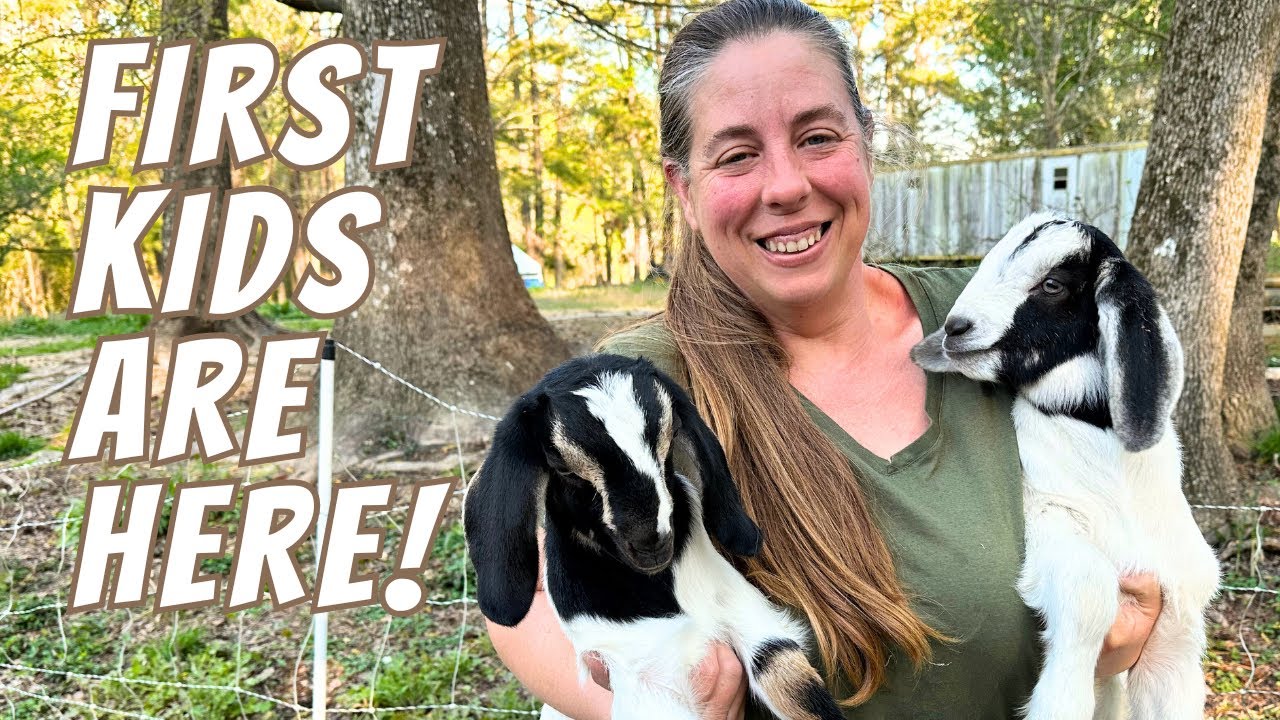 1st Baby Goats Of The Season! | Live Goat Birth - YouTube
