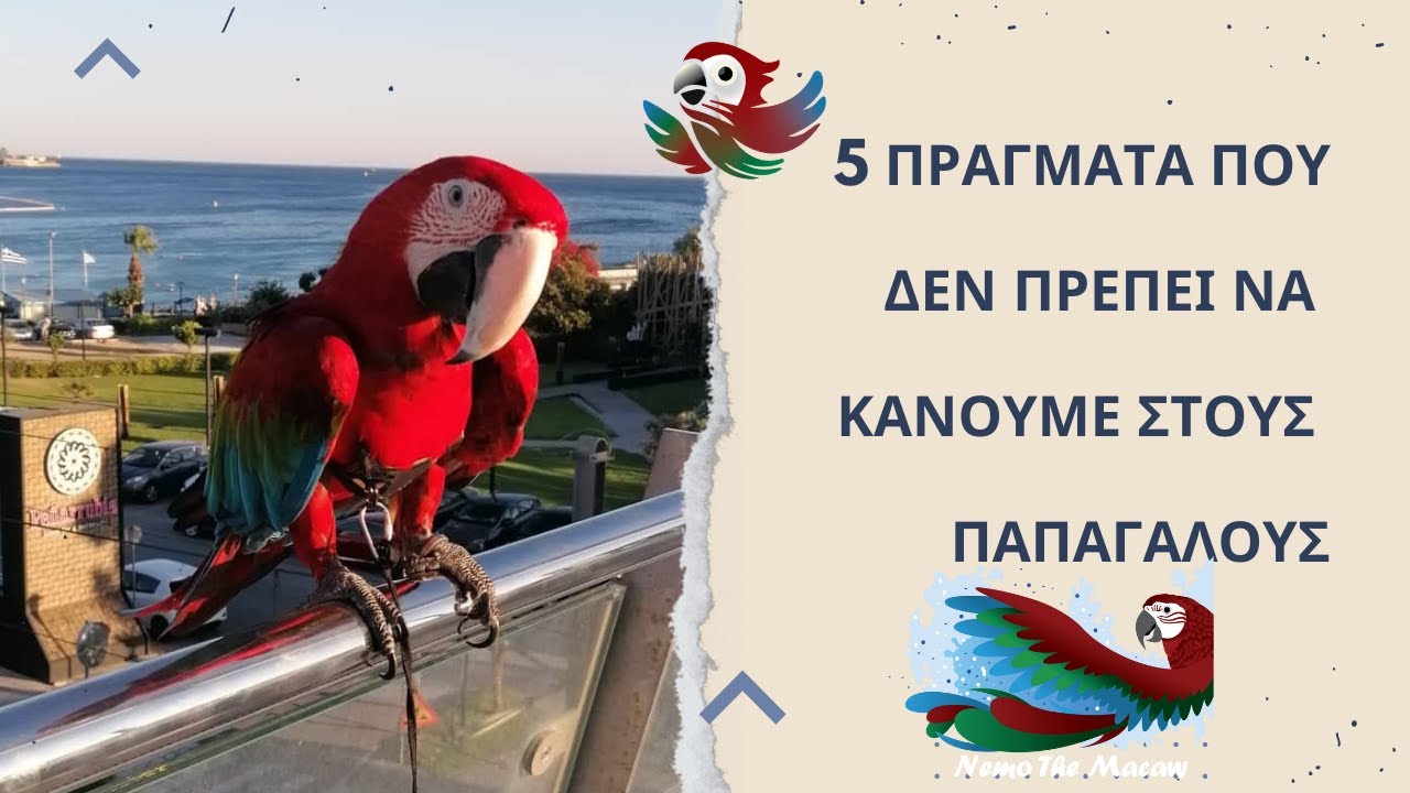 5 ΠΡΑΓΜΑΤΑ ΠΟΥ ΔΕΝ ΠΡΕΠΕΙ ΝΑ ΚΑΝΟΥΜΕ ΣΤΟΥΣ ΠΑΠΑΓΑΛΟΥΣ. - YouTube