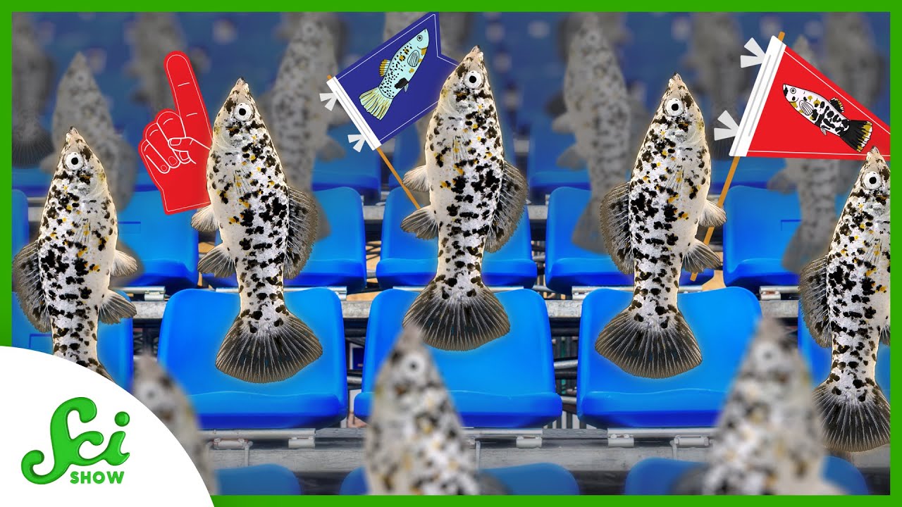 There's a Wave Made Out of Fish - YouTube