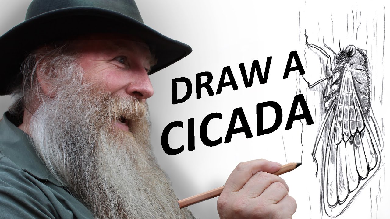 HOW TO DRAW A CICADA (Intermediate level) - YouTube