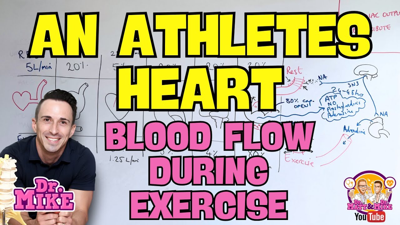 An Athletes Heart | Blood Flow During Exercise - YouTube