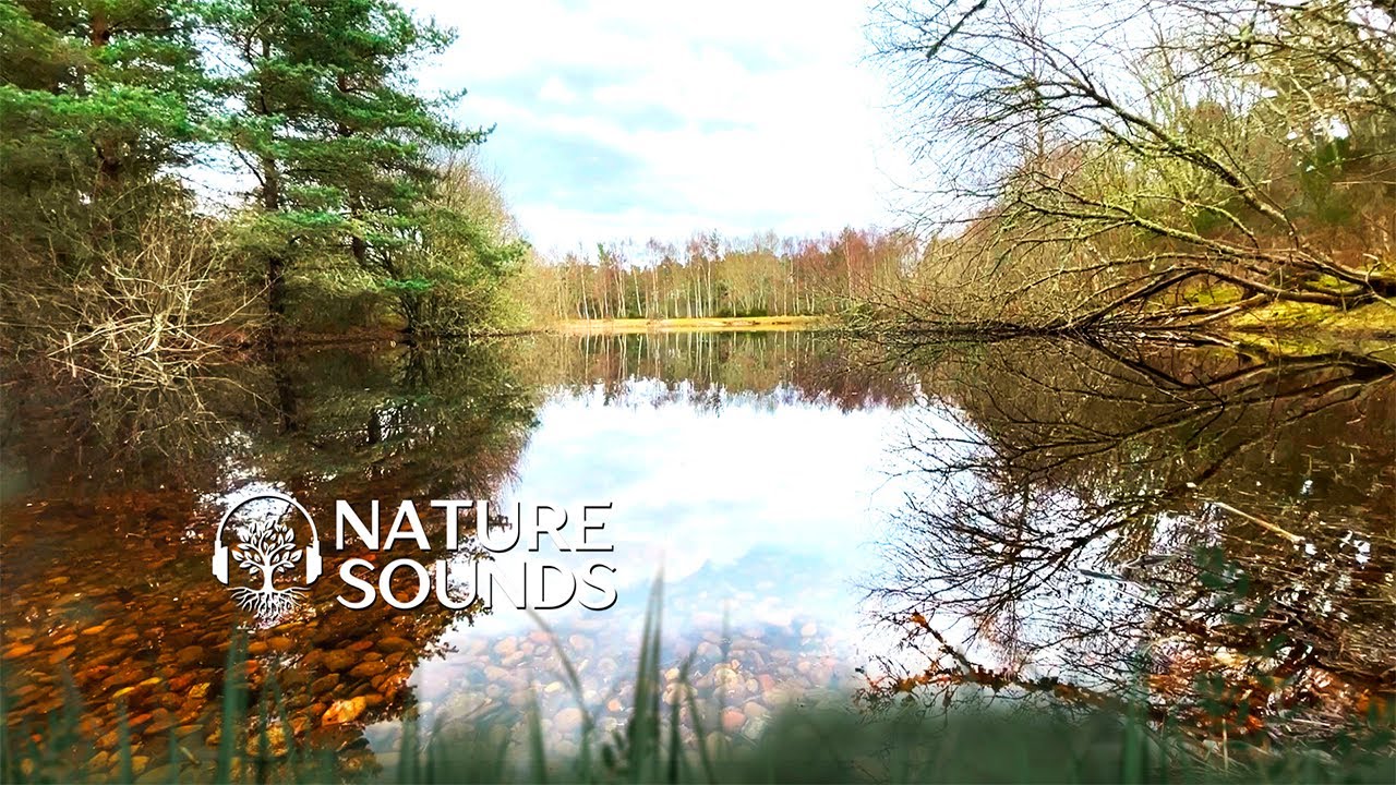 Nature Sounds for Sleeping Relaxing Nature Sounds Calming Nature Sound ...