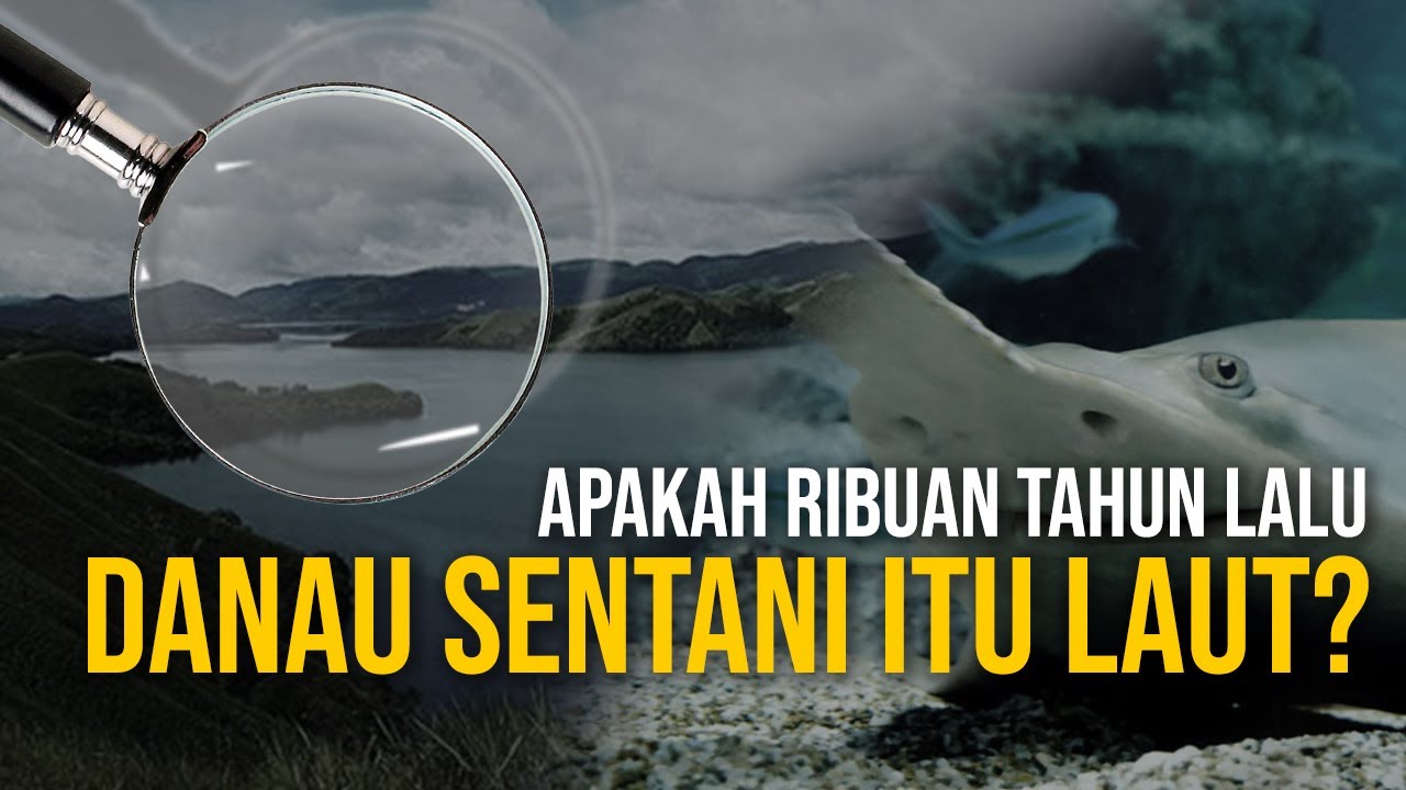BAGAIMANA CARA HIU GERGAJI BISA ADA DIDANAU SENTANI?!! - YouTube