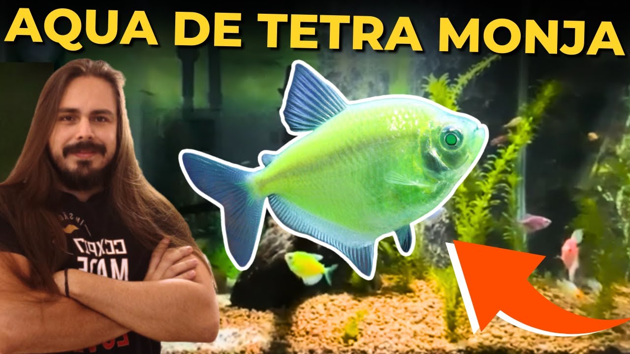 🔴O AQUÁRIO DE TETRA MONJA DO INSCRITO IGOR |Mr. Betta| - YouTube