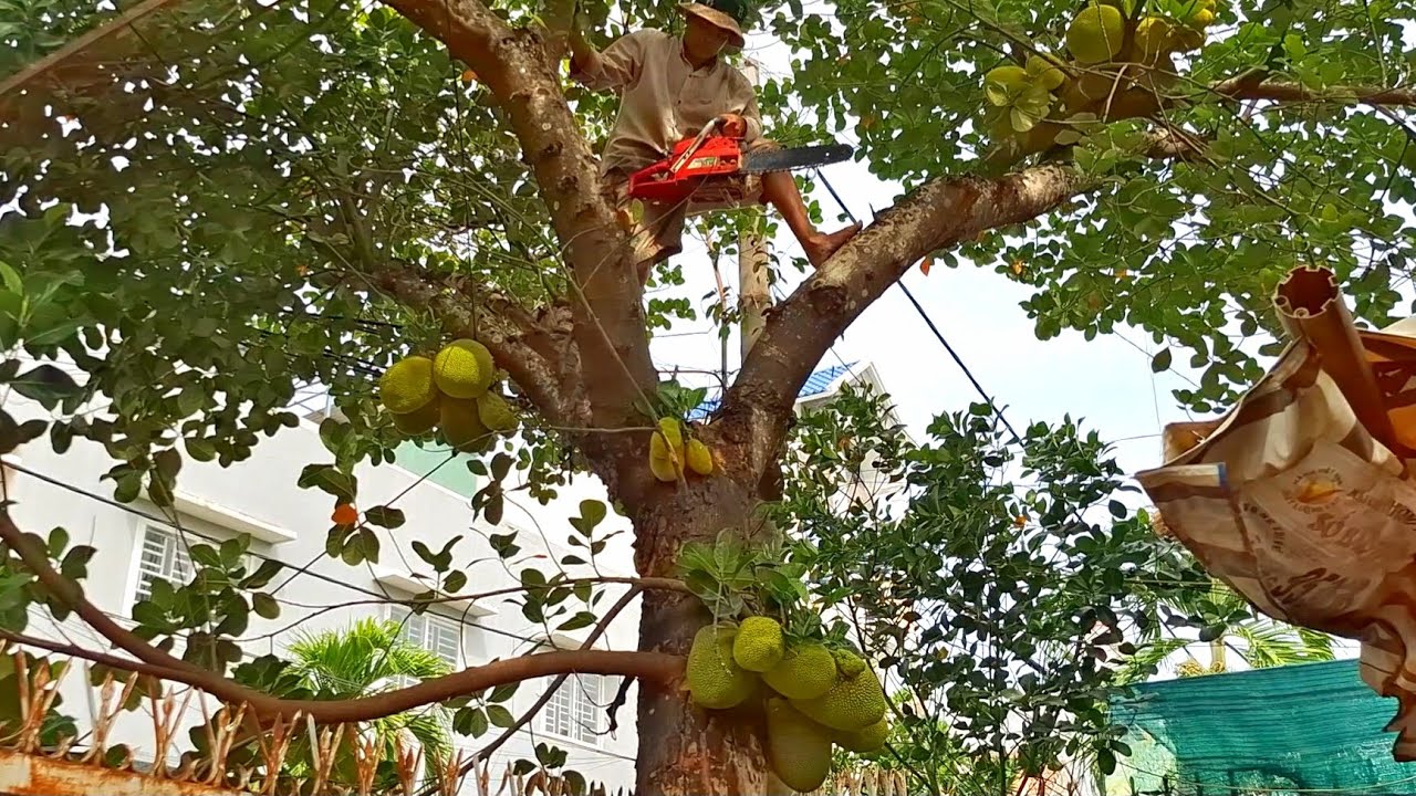 Cưa cây Mít siêu trái / Sawing the super fruit jackfruit tree | T626 ...
