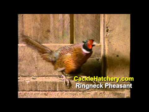 Ringneck Pheasant Game Bird Breed | Cackle Hatchery - YouTube