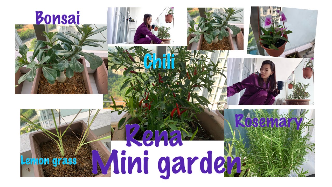 MINI GARDEN | ANG DAMING BUNGA NG AKING SILI |RENA EVLOG - YouTube