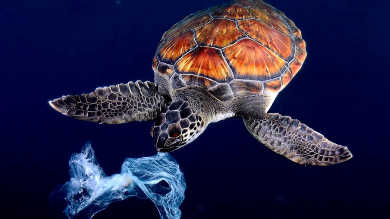 Connect to Nature: The Importance of Sea Turtles - YouTube