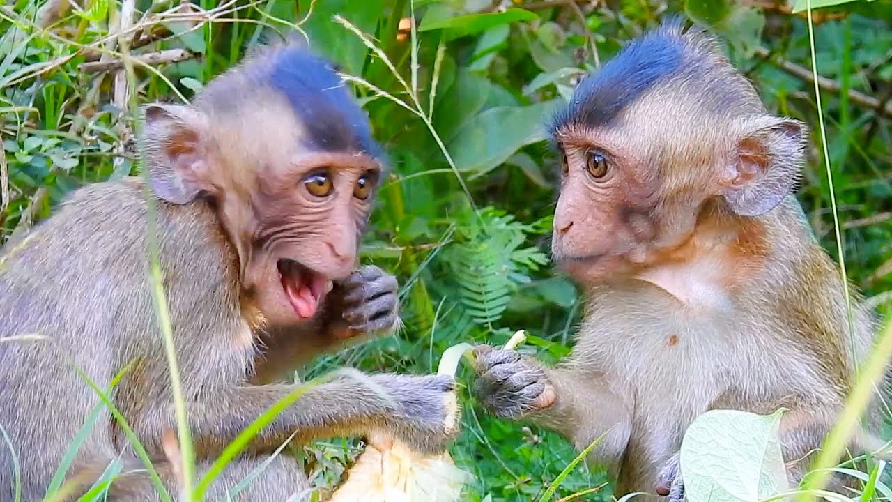 Young monkeys very hungry, trying to eat - YouTube