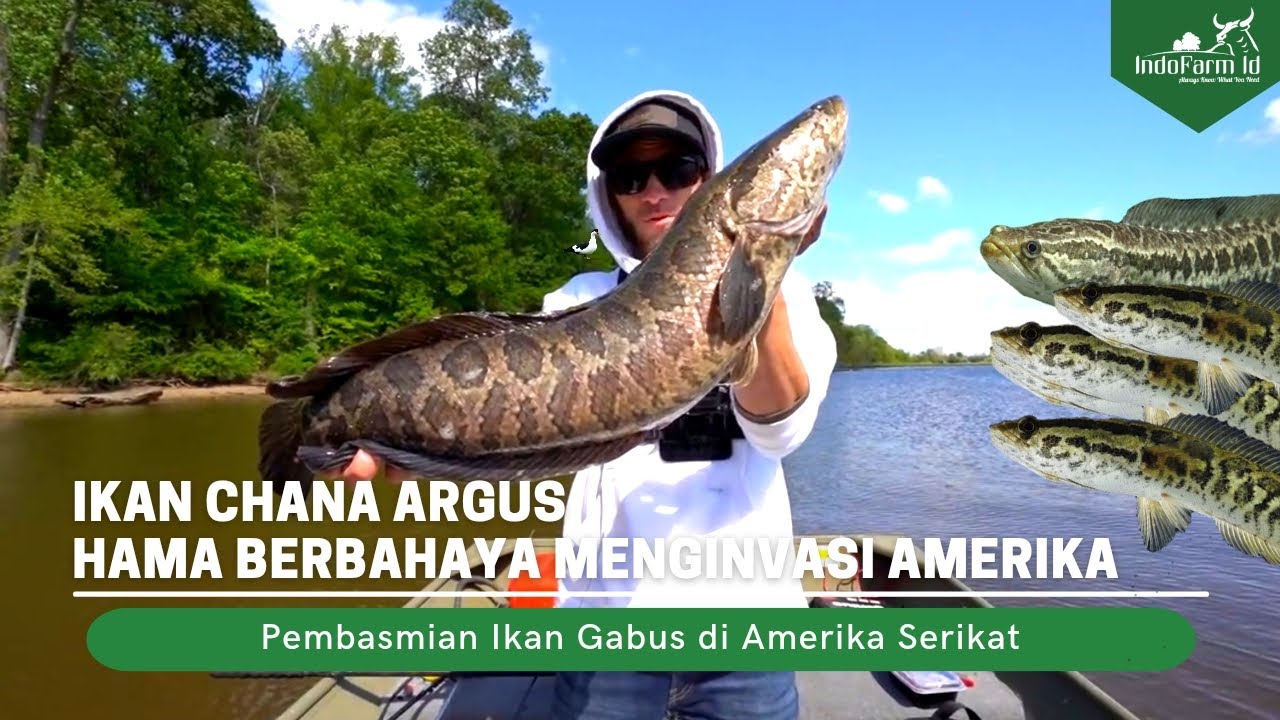 IKAN GABUS RAKSASA!!! Ini Alasan Gabus Chana Diburu dan Dibasmi di ...